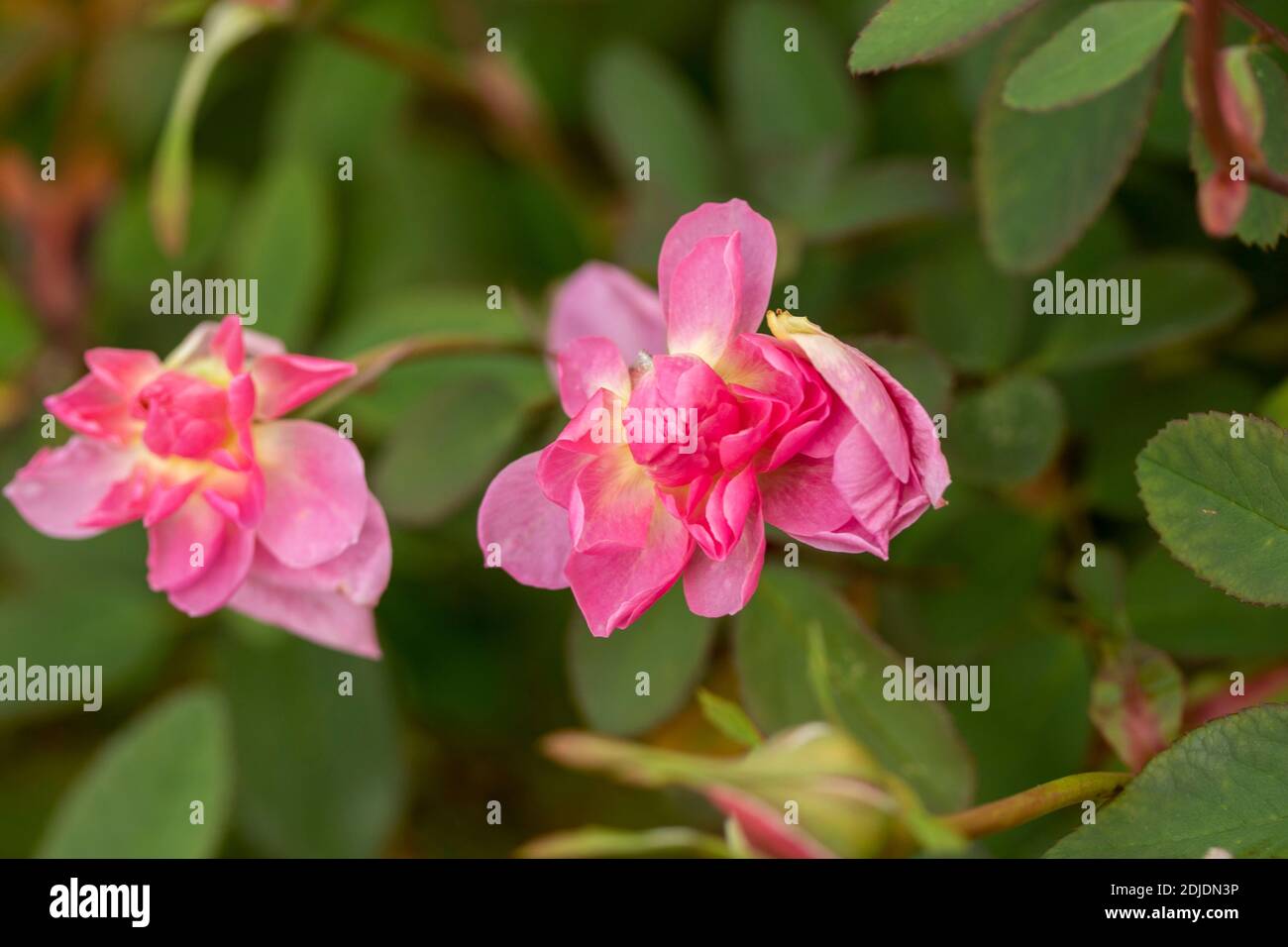 Rosa ‘The Mayflower’ in bloom, natural flower/plant portrait Stock ...