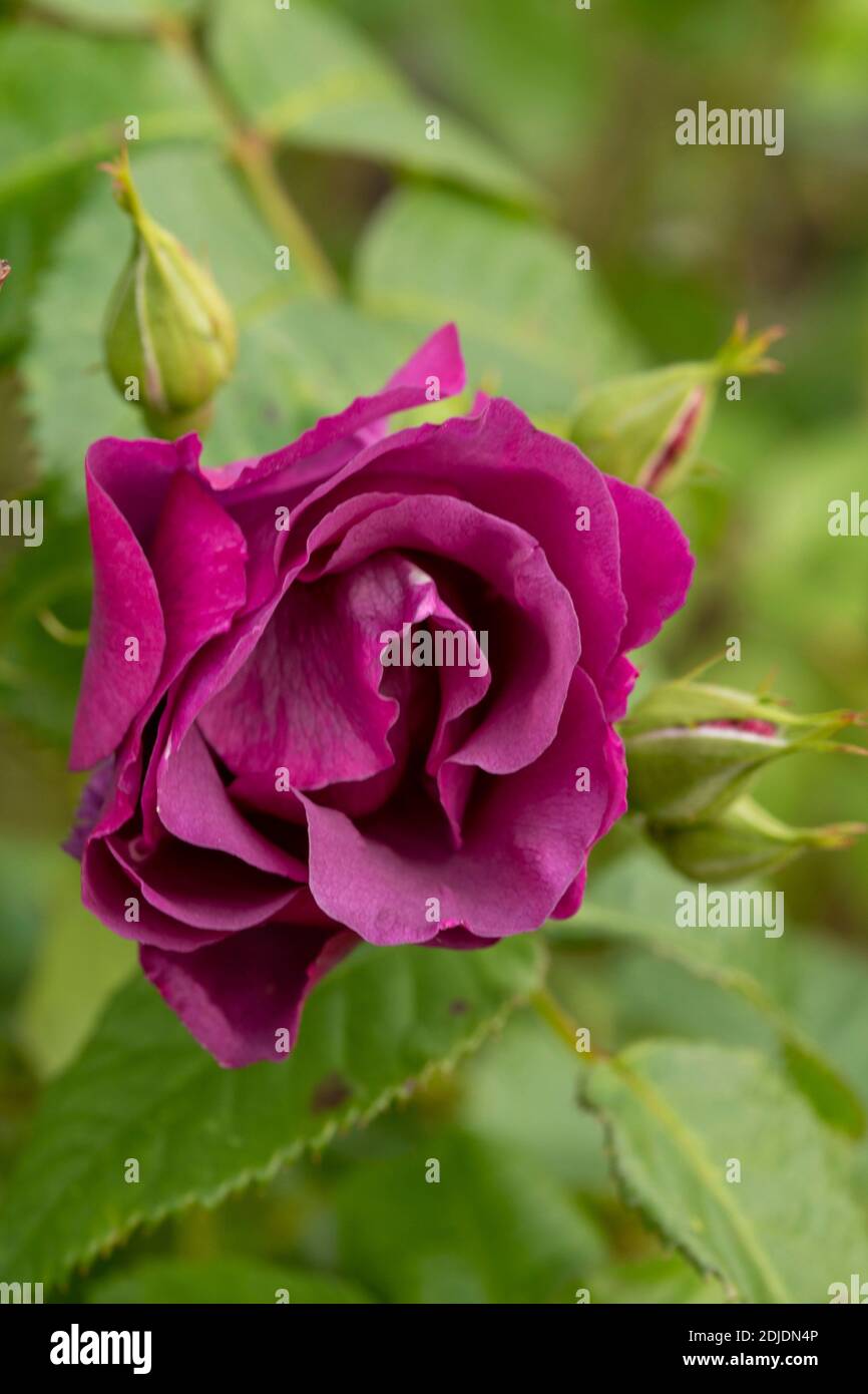 Rosa ‘Rhapsody in Blue’ in bloom, natural flower/plant portrait Stock ...
