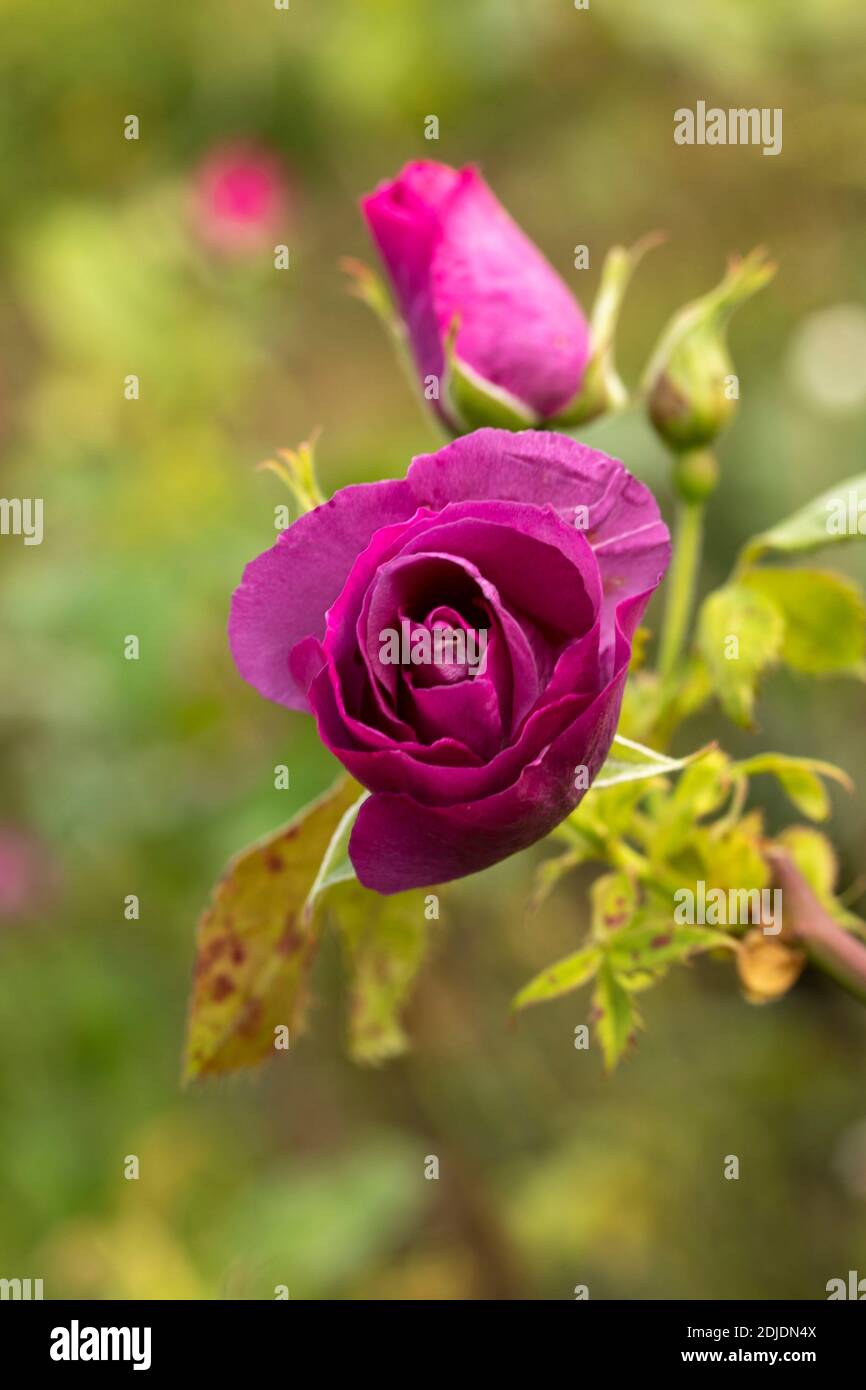 Rosa ‘Rhapsody in Blue’ in bloom, natural flower/plant portrait Stock ...
