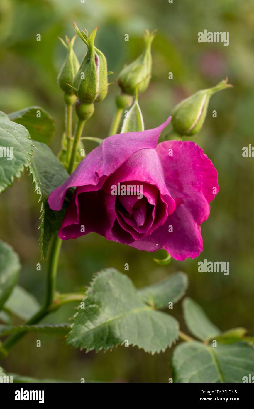 Rosa ‘Rhapsody in Blue’ in bloom, natural flower/plant portrait Stock ...