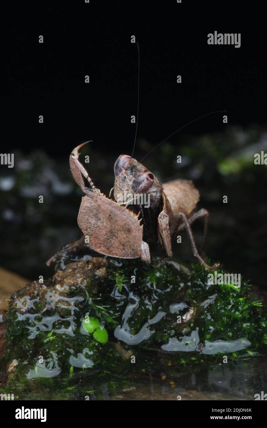 Boxer mantis hi-res stock photography and images - Alamy