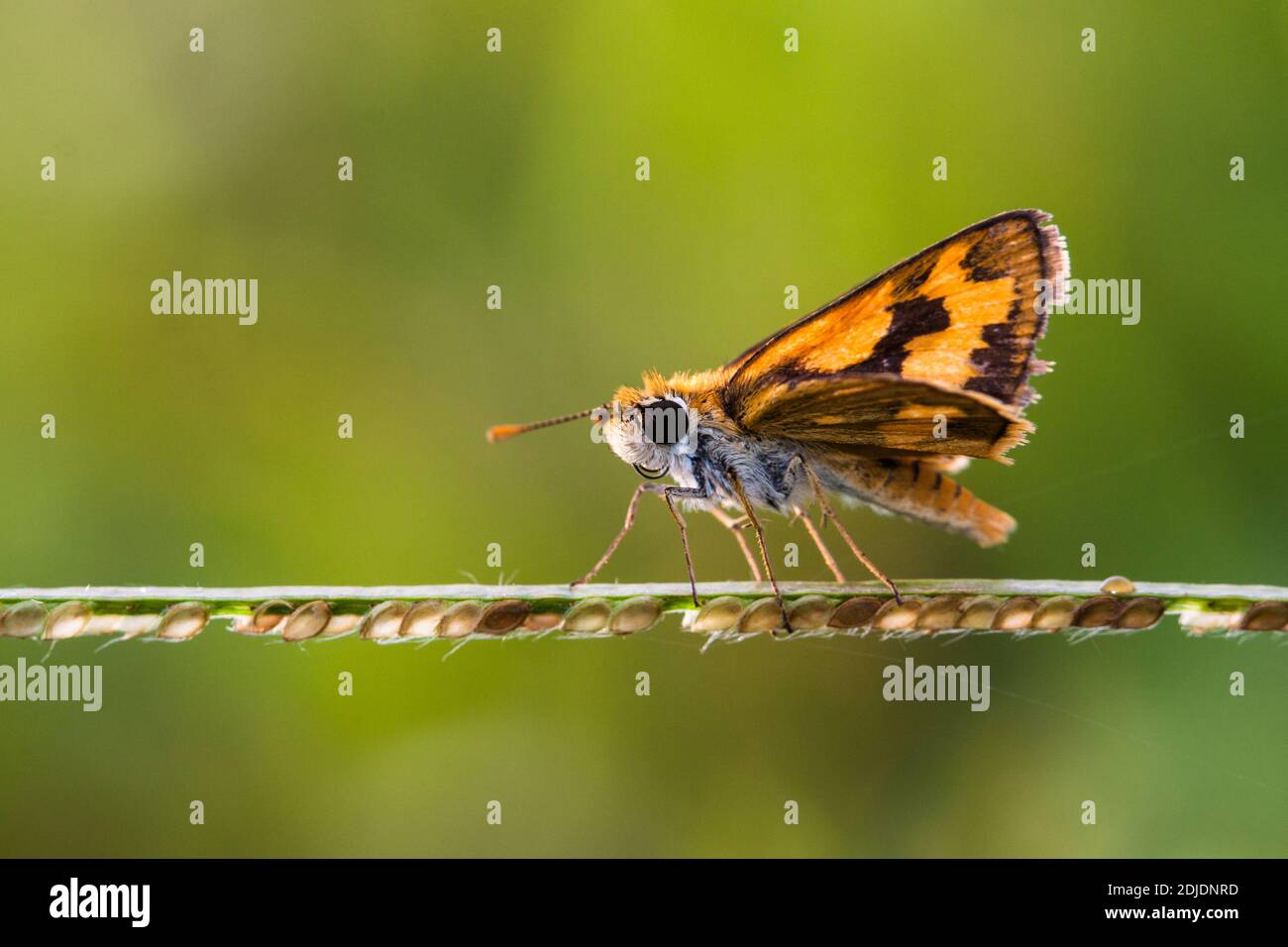 Spread wing skipper hi-res stock photography and images - Alamy