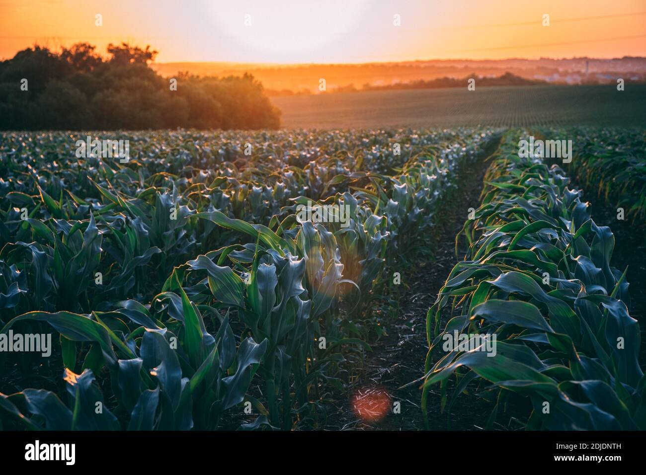 Evenly Planted Rows Of Corn On The Field. Healthy Eating Concept ...