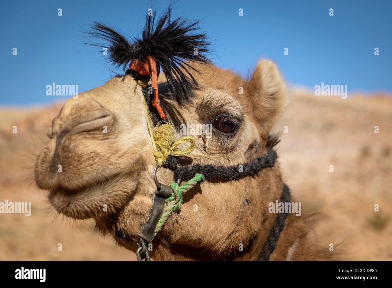 Close-up And Detail Of Camel Head With Riding Ropes Stock Photo - Alamy