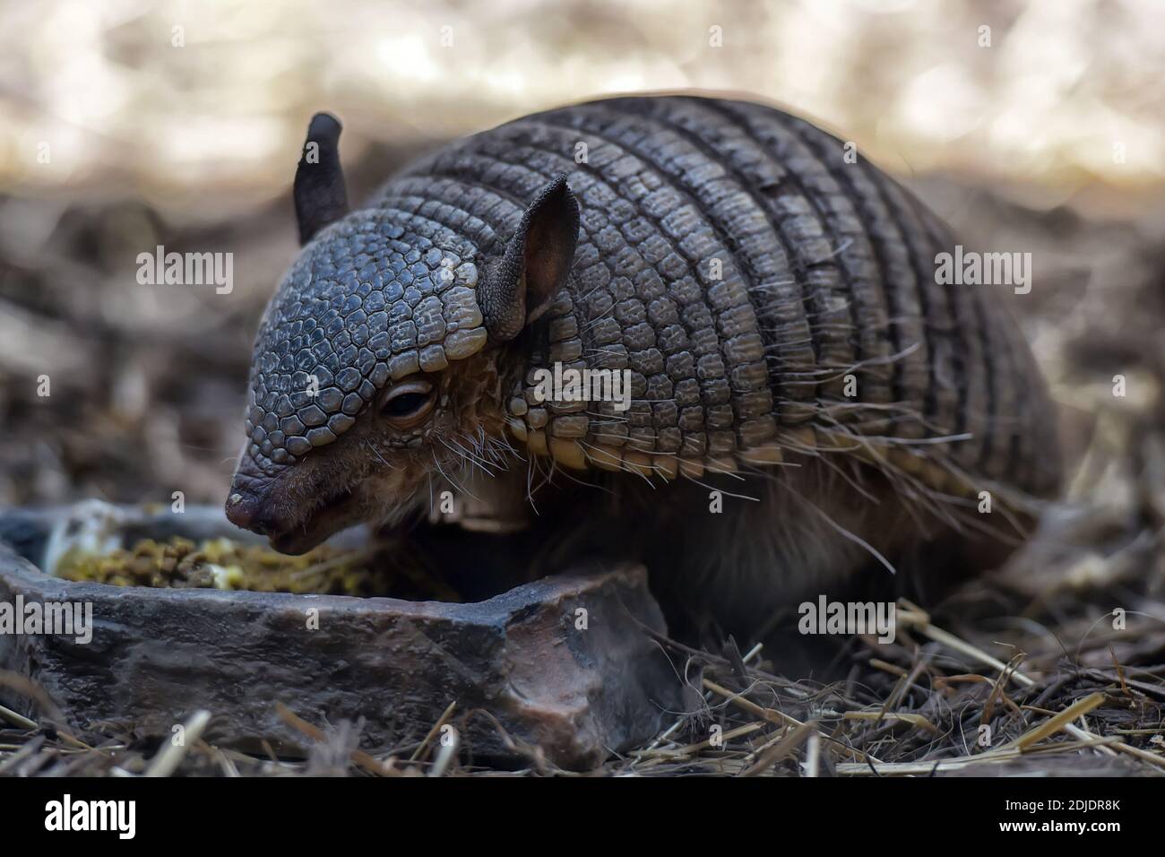 Animals with armor hi-res stock photography and images - Alamy