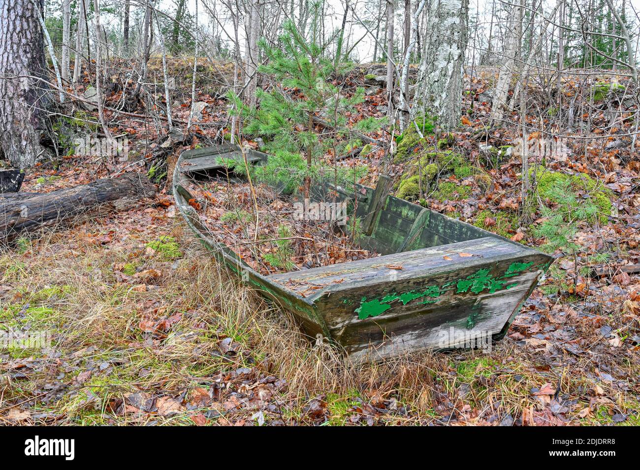 old wooden rowing boat with tree growing inside Stock Photo - Alamy