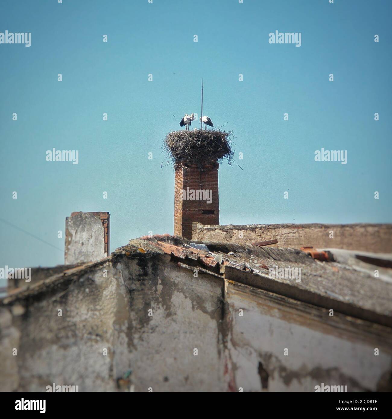 Bird nest on roof structure hi-res stock photography and images - Alamy