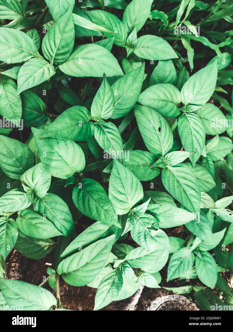 Sam basil hi-res stock photography and images - Alamy