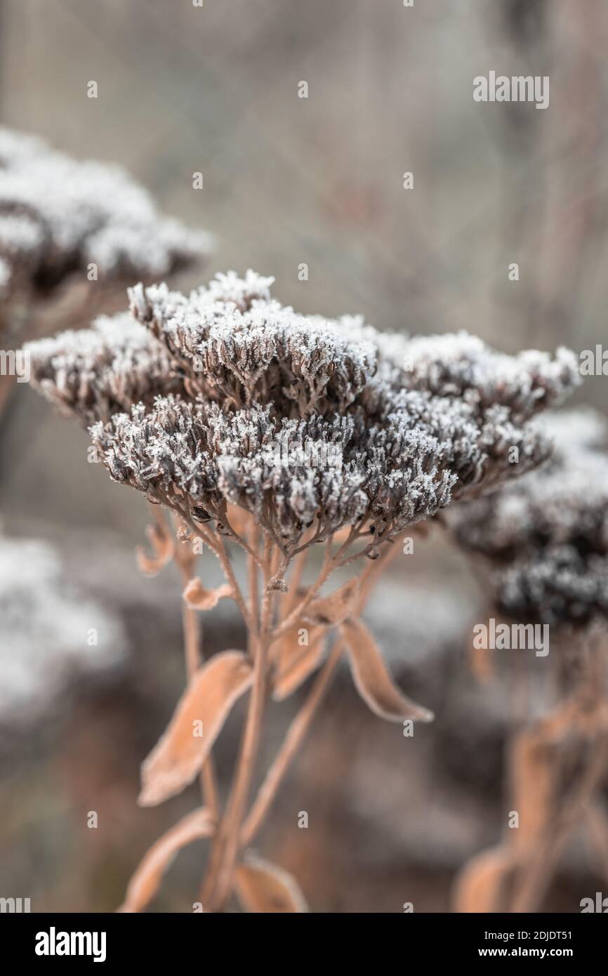 Dry sedum telephium covered with first hoar frost Stock Photo - Alamy