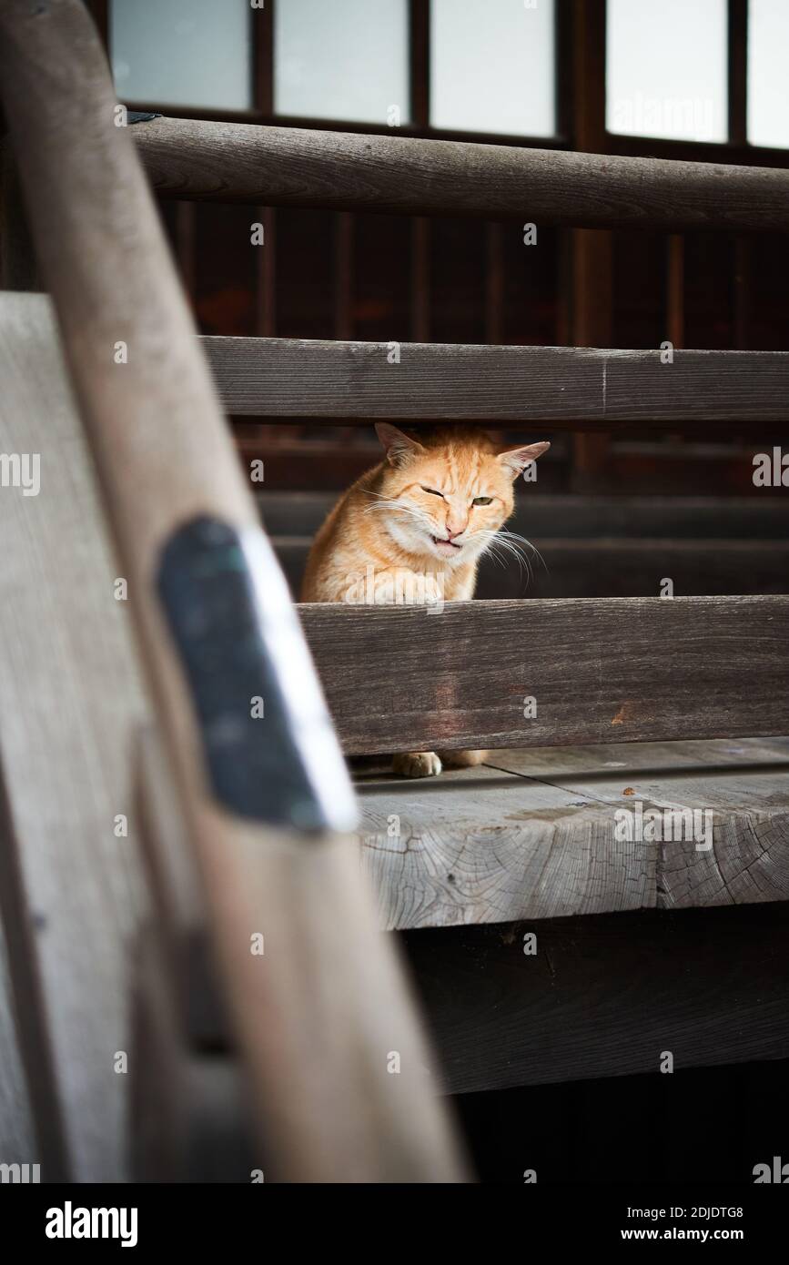 Cute animal faces hi-res stock photography and images - Alamy