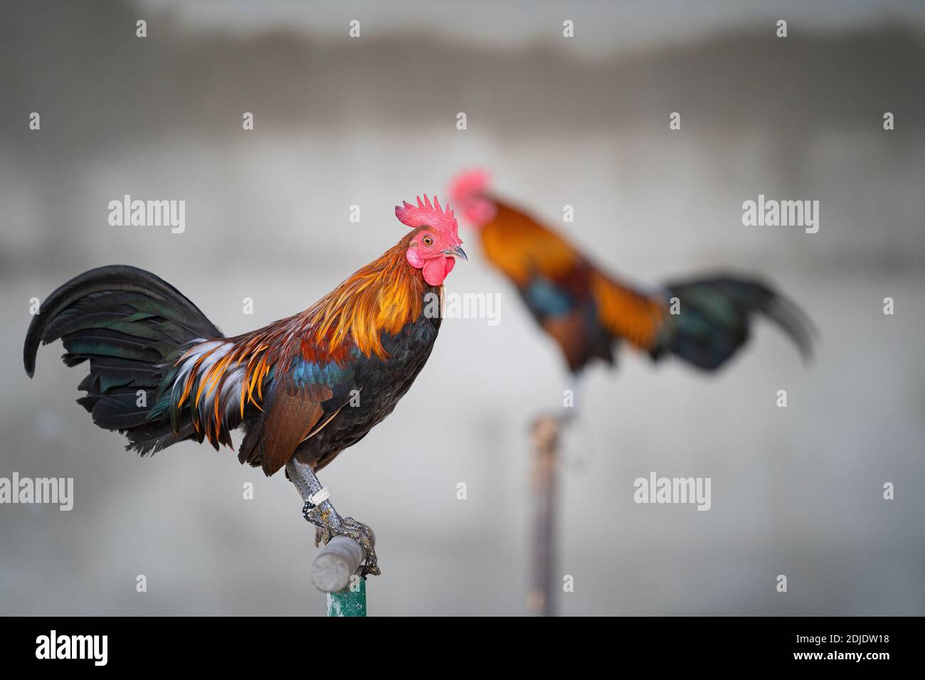 Brahma rooster hi-res stock photography and images - Alamy