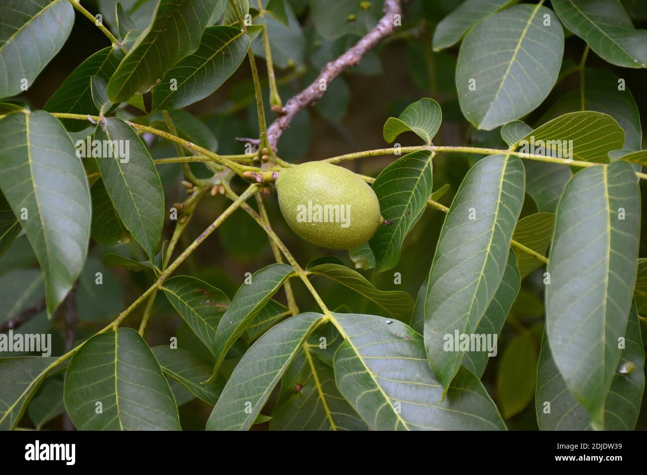 Walnut branch with walnut and beautiful green leaves Stock Photo - Alamy