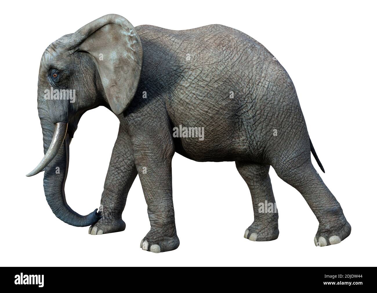 3D rendering of a big African elephant isolated on white background ...