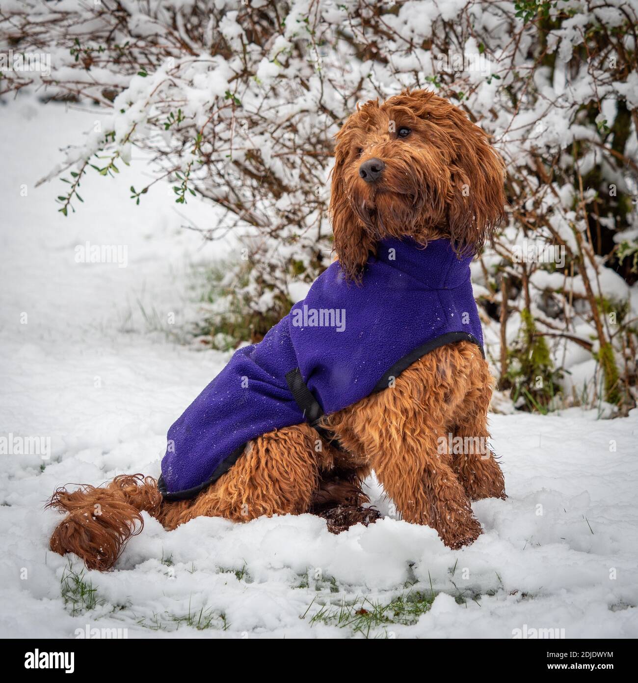 Cockapoo male dog hi-res stock photography and images - Alamy