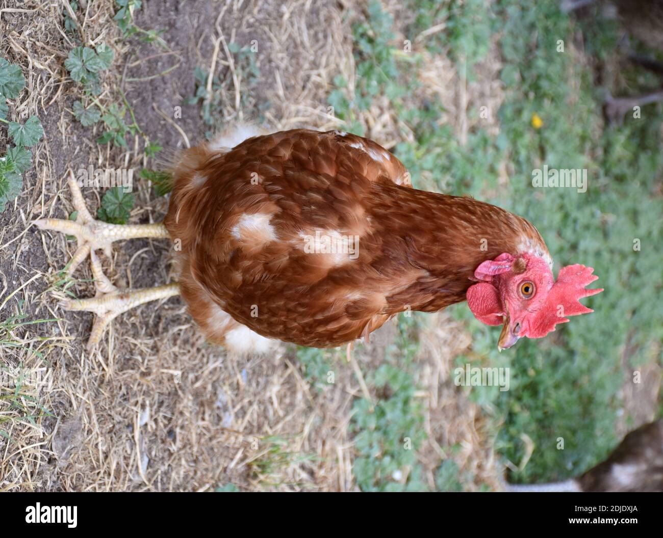 Red old laying hen on grass field Stock Photo - Alamy