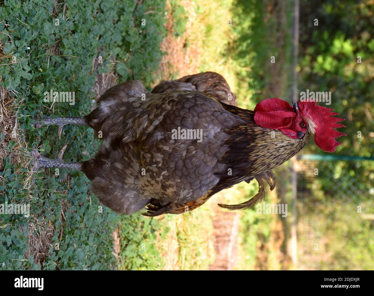 Little red rooster hi-res stock photography and images - Alamy