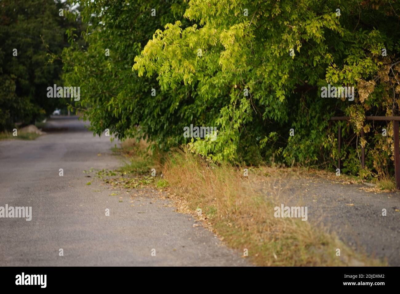 Green trees grows in the autumn by the road. Rural street Stock Photo ...