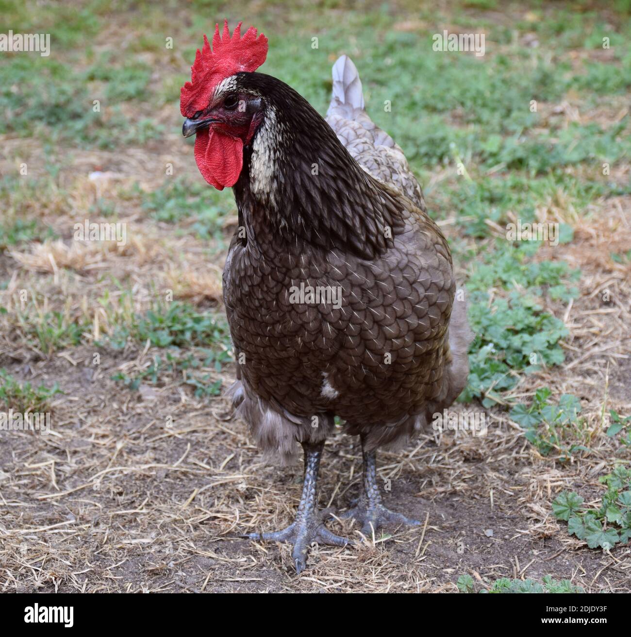 Dark-colored hen of breed biblue in green grass field Stock Photo - Alamy