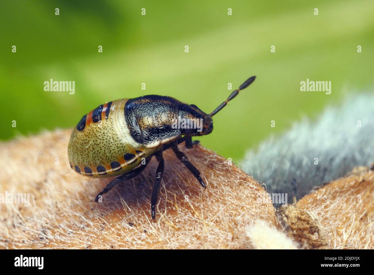 Gorse Shieldbug nymph (Piezodorus lituratus) resting on gorse seeds ...