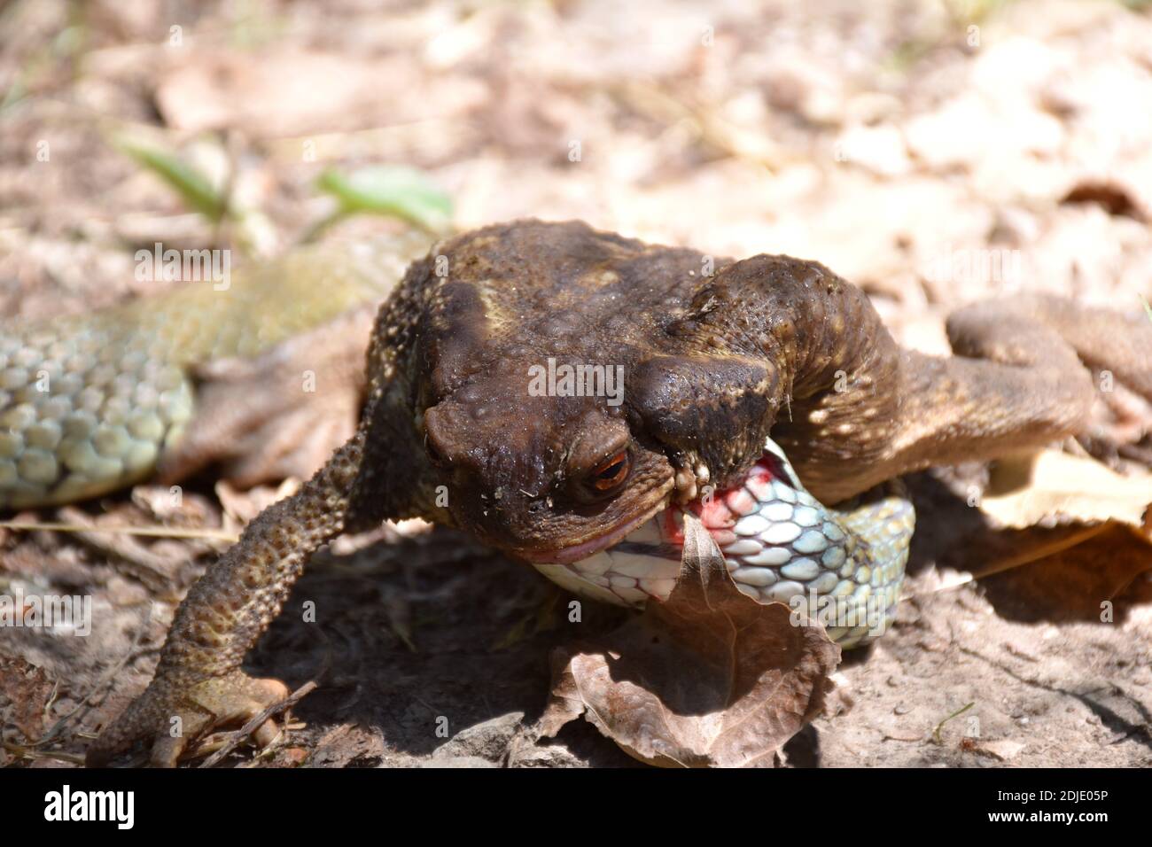 Front view of toad (bufo) attacked by collared snake (Natrix ...