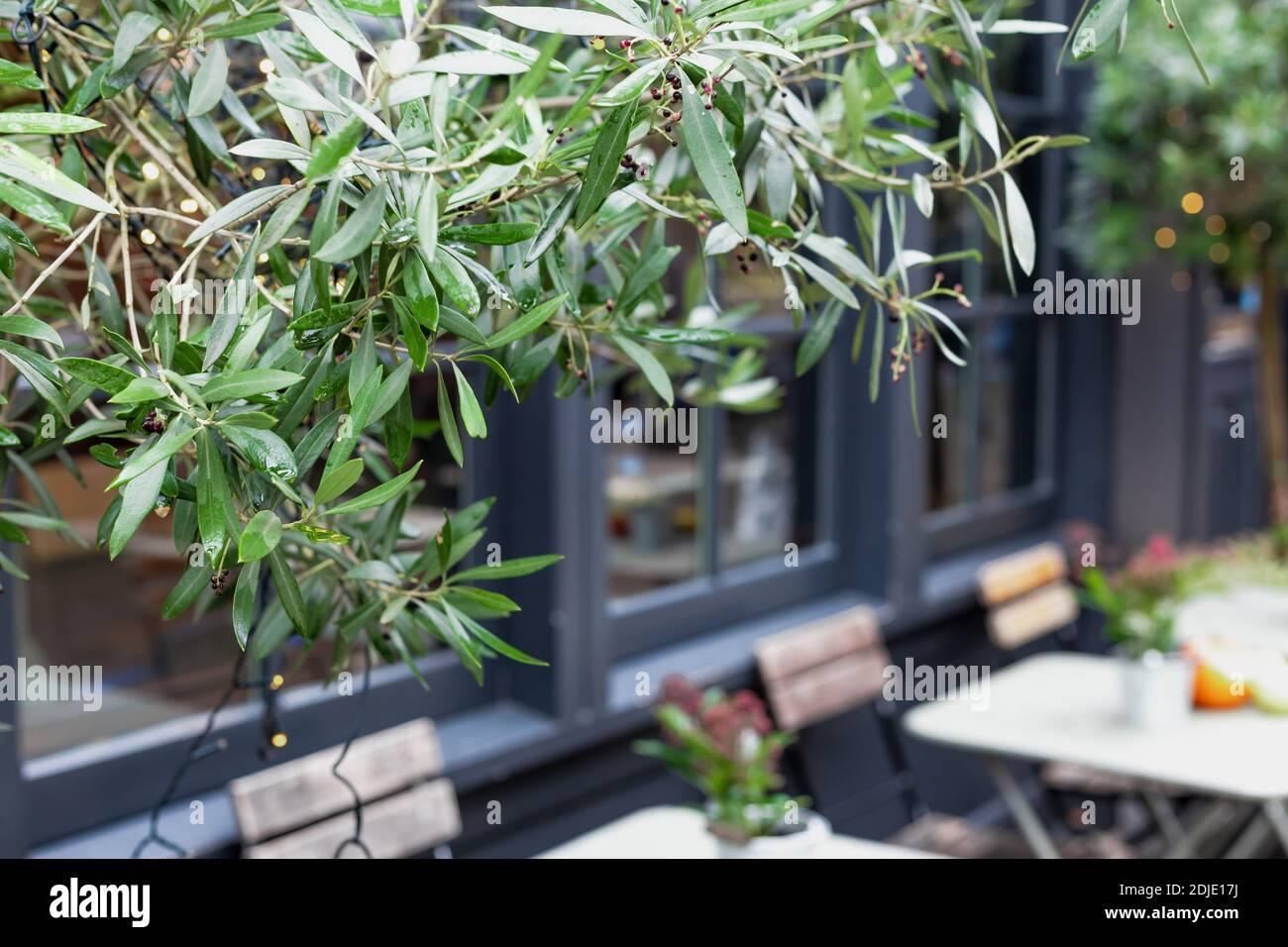 Green frame of tree plants in front of blurred background of city cafe ...