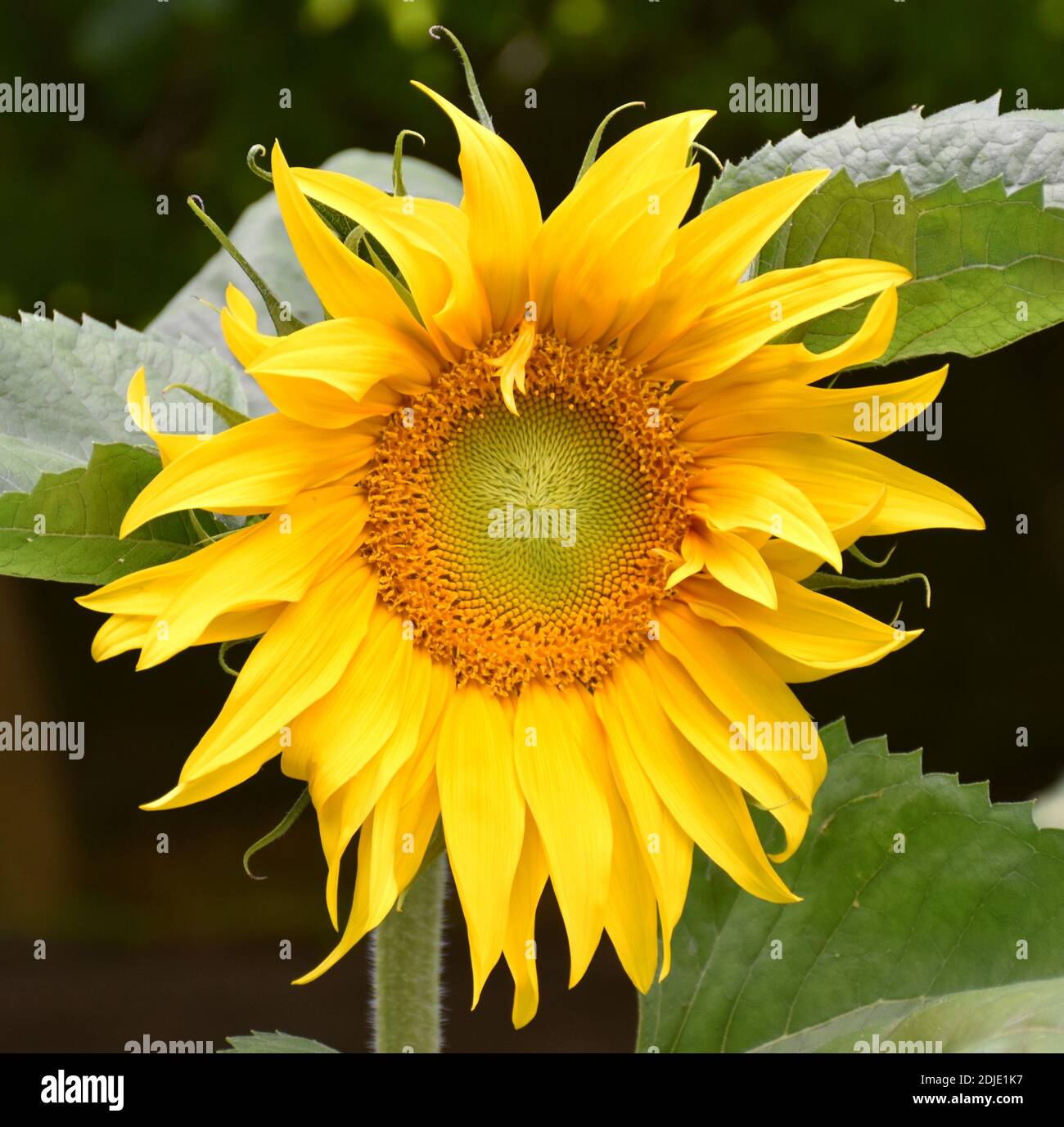 Sunflowers in field vegetable garden hi-res stock photography and ...
