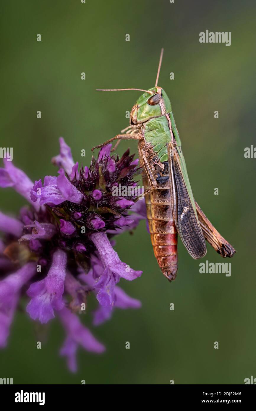 Winged grasshopper uk hi-res stock photography and images - Alamy