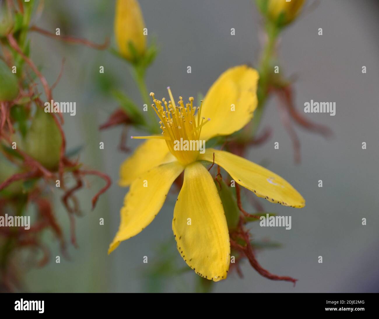 Detail of yellow flower of Hypericum perforatum in grass field Stock ...