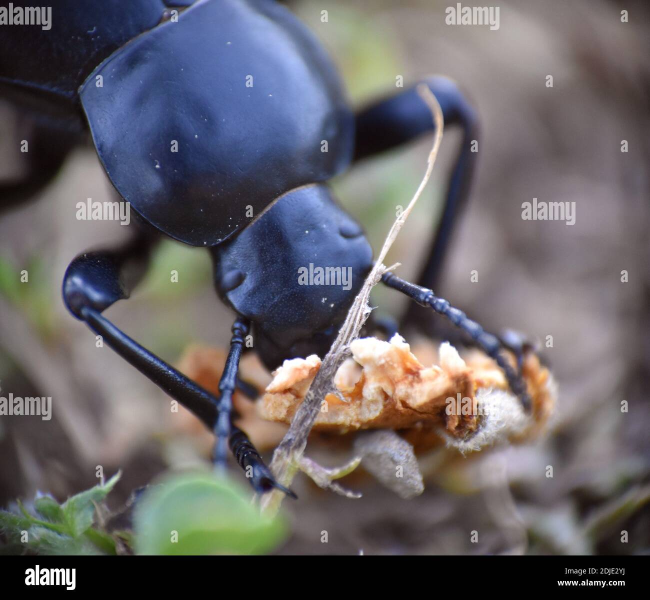 Coleoptera beetle eating an almond on the ground Stock Photo - Alamy