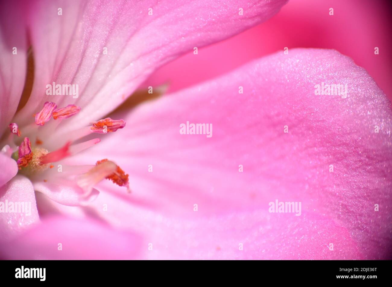 Macro detail of interior of pink geranium flower, petals, pistil and ...