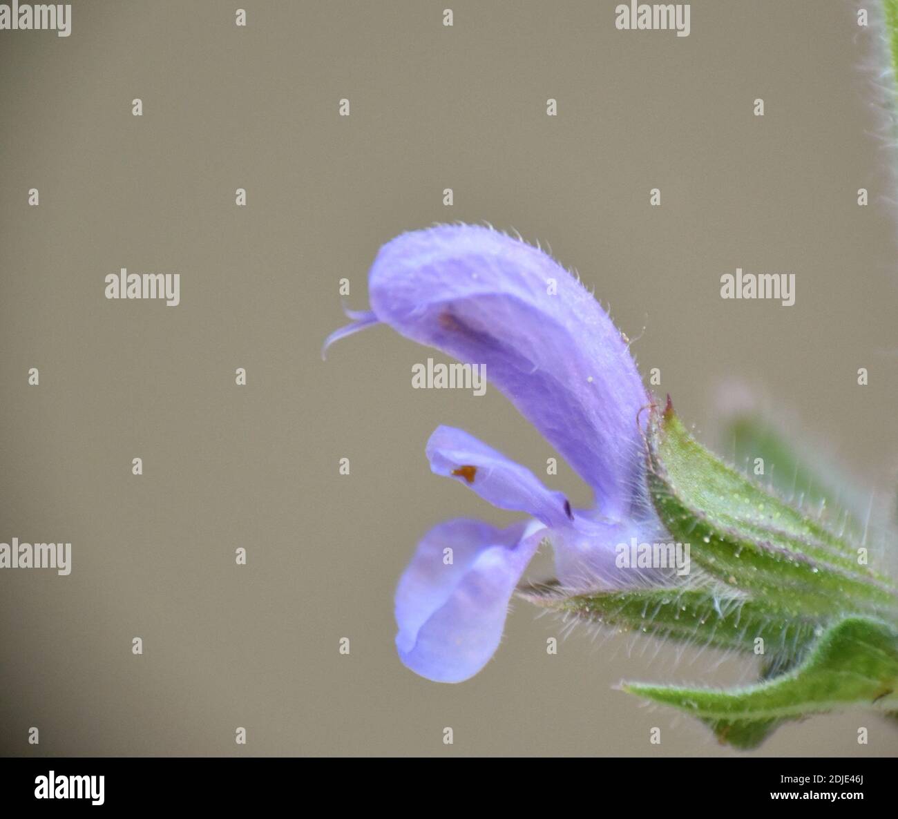 Detail of purple flower of wild Salvia officinalis Stock Photo - Alamy