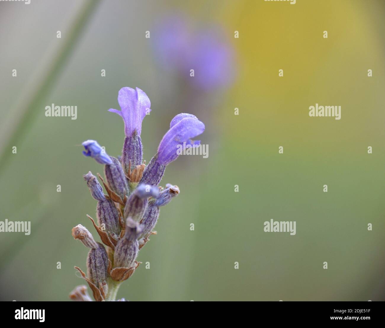 Macro photo of violet flower of Lavandula angustifolia Stock Photo - Alamy