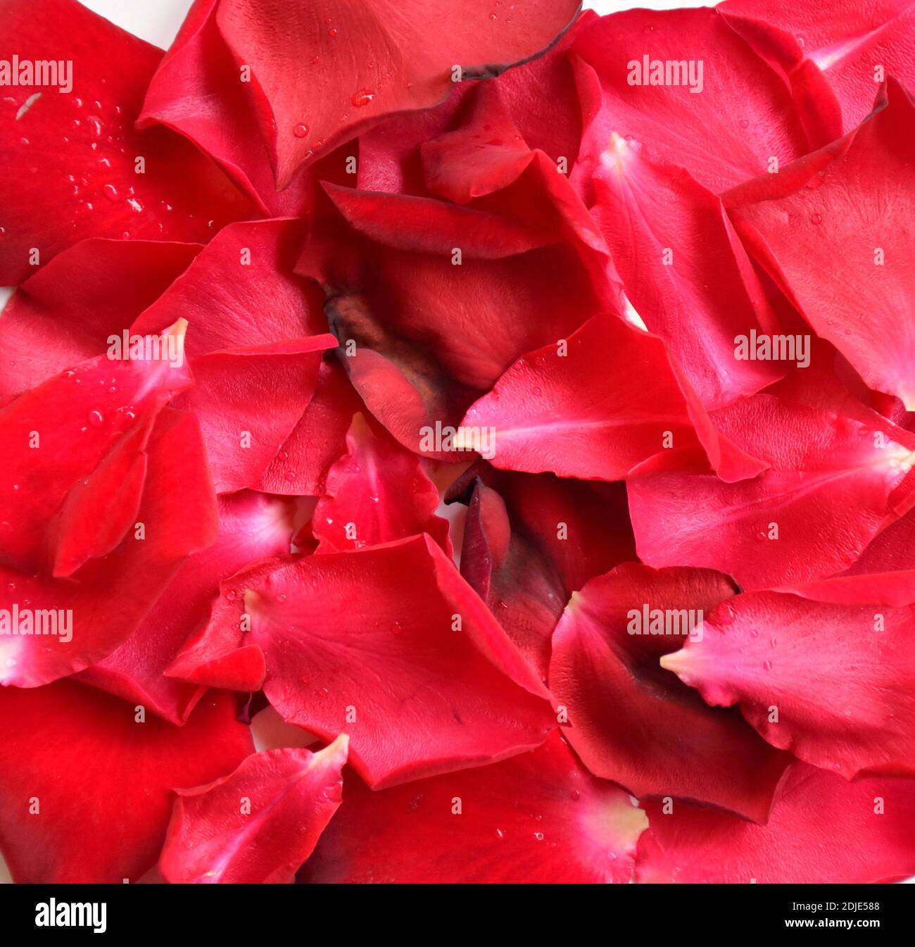 Loose red rose petals on white ground Stock Photo - Alamy