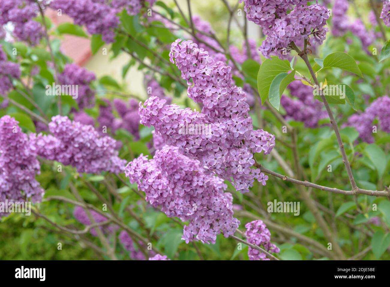 Flieder hi-res stock photography and images - Alamy