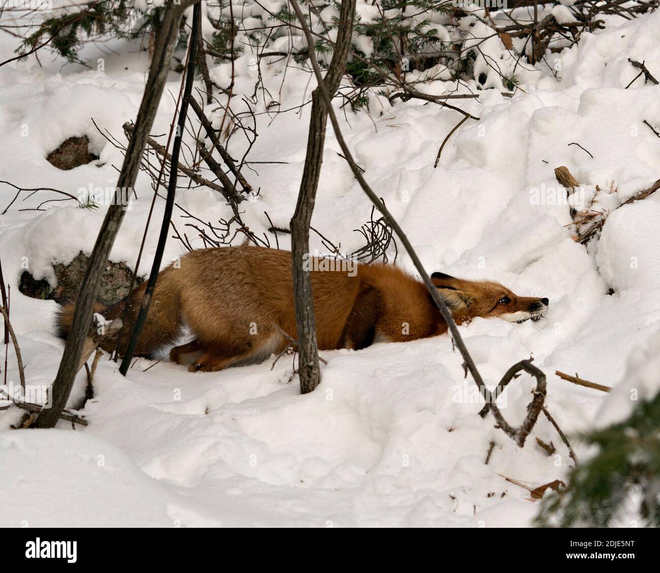 Red fox cleaning body in snow in the winter season in its environment ...