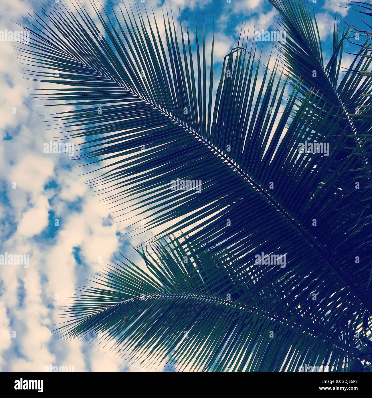 Chico palm hi-res stock photography and images - Alamy