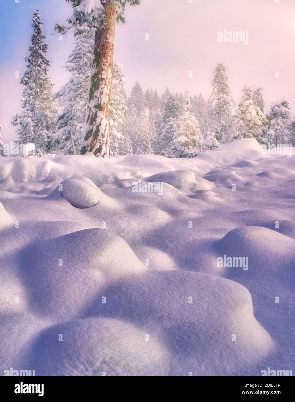 Snow covered hummocks and trees in Willamette National Forest, Oregon ...