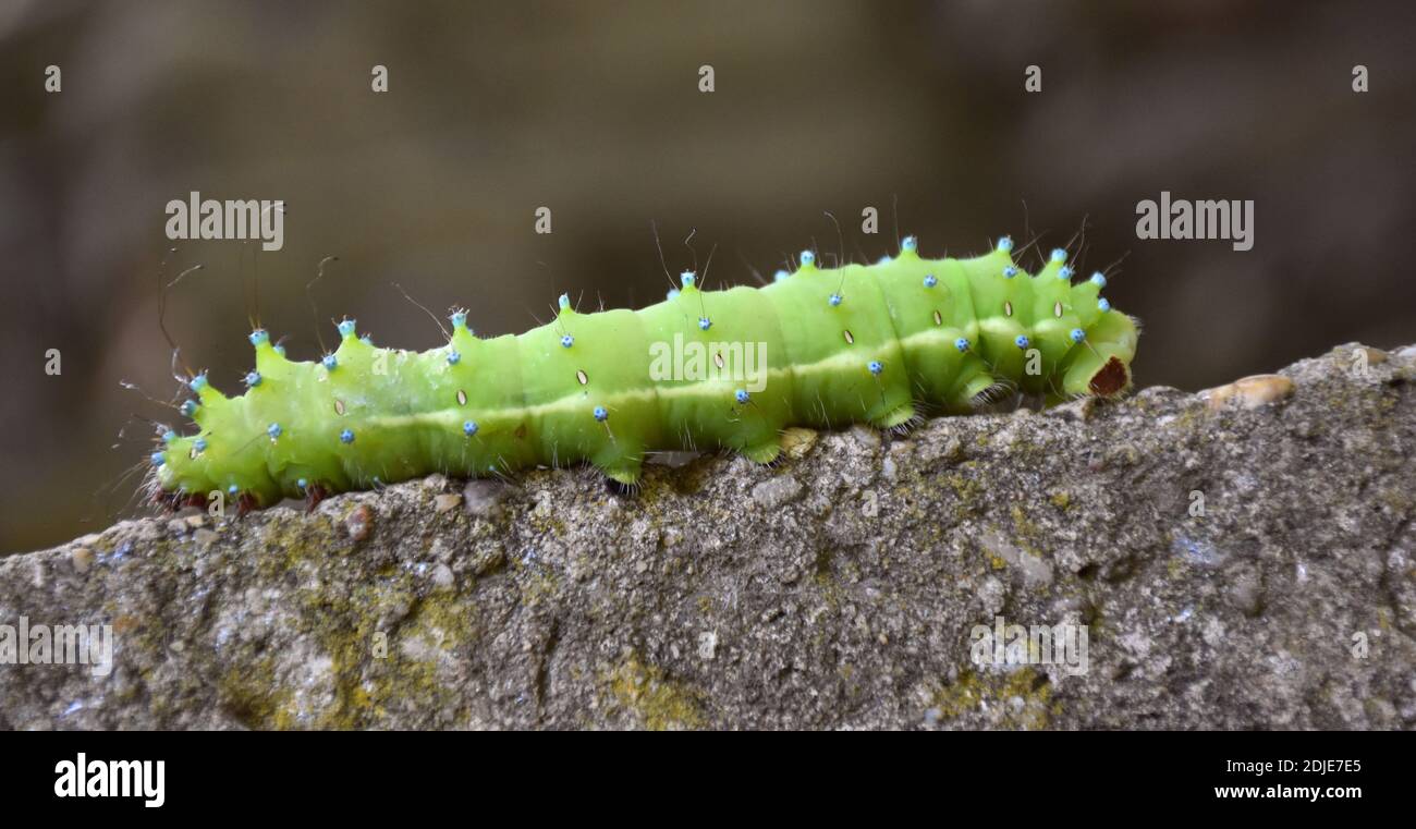 Full length side view of Saturnia pyri larva on rock Stock Photo - Alamy