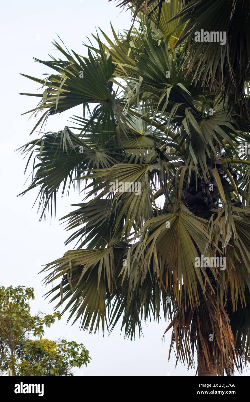 Borassus flabellifer or Asian Palmyra Palm tree beside the road Stock ...
