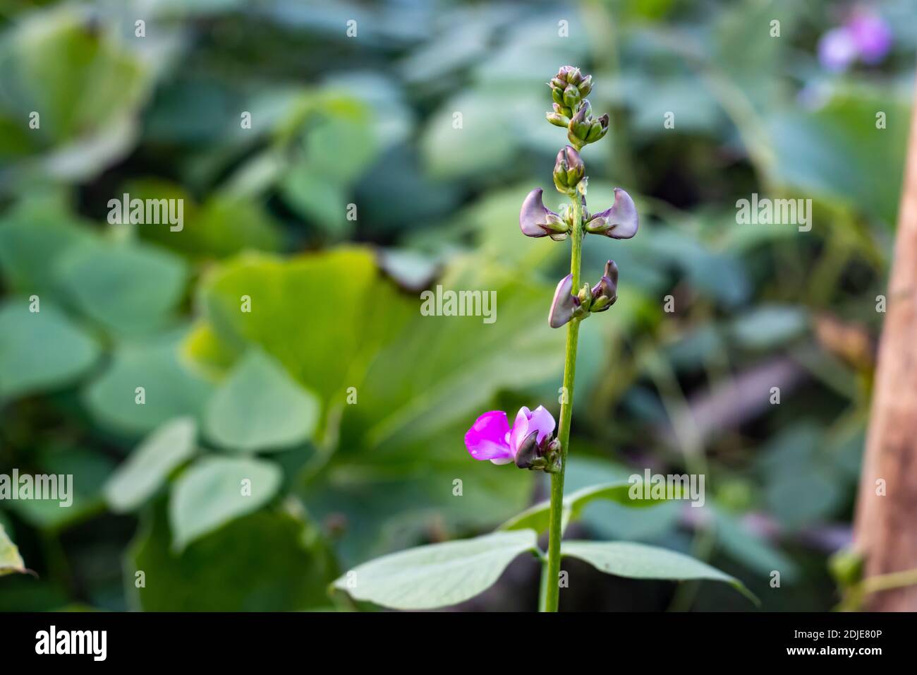 Close view of green common beans flower inside the agriculture farm on ...