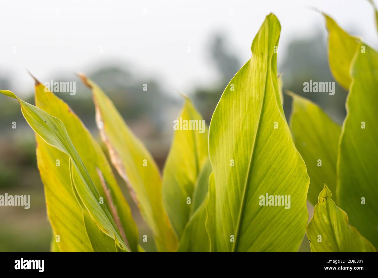 Curcuma longa or turmeric green leaves close up view inside the ...