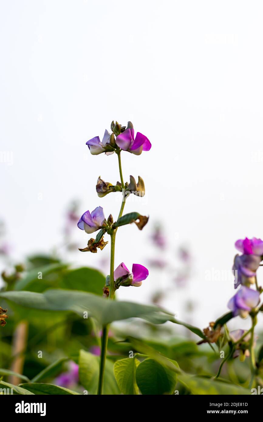 Green beans with bloomed pink flower inside the agriculture farm Stock ...