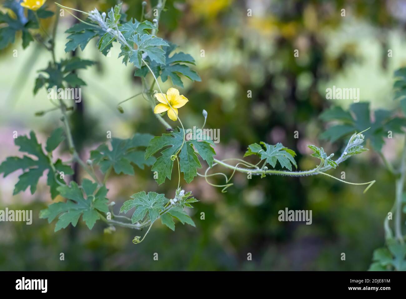 Green bitter melon branches growing inside the agriculture farm Stock ...