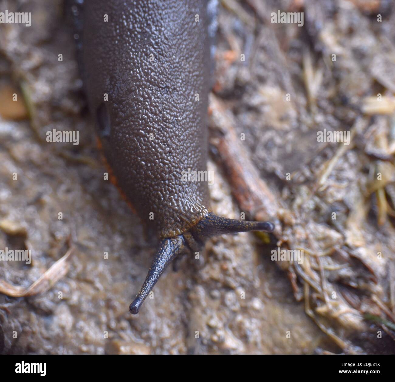 Slug head on dirt road and wet stone Stock Photo - Alamy