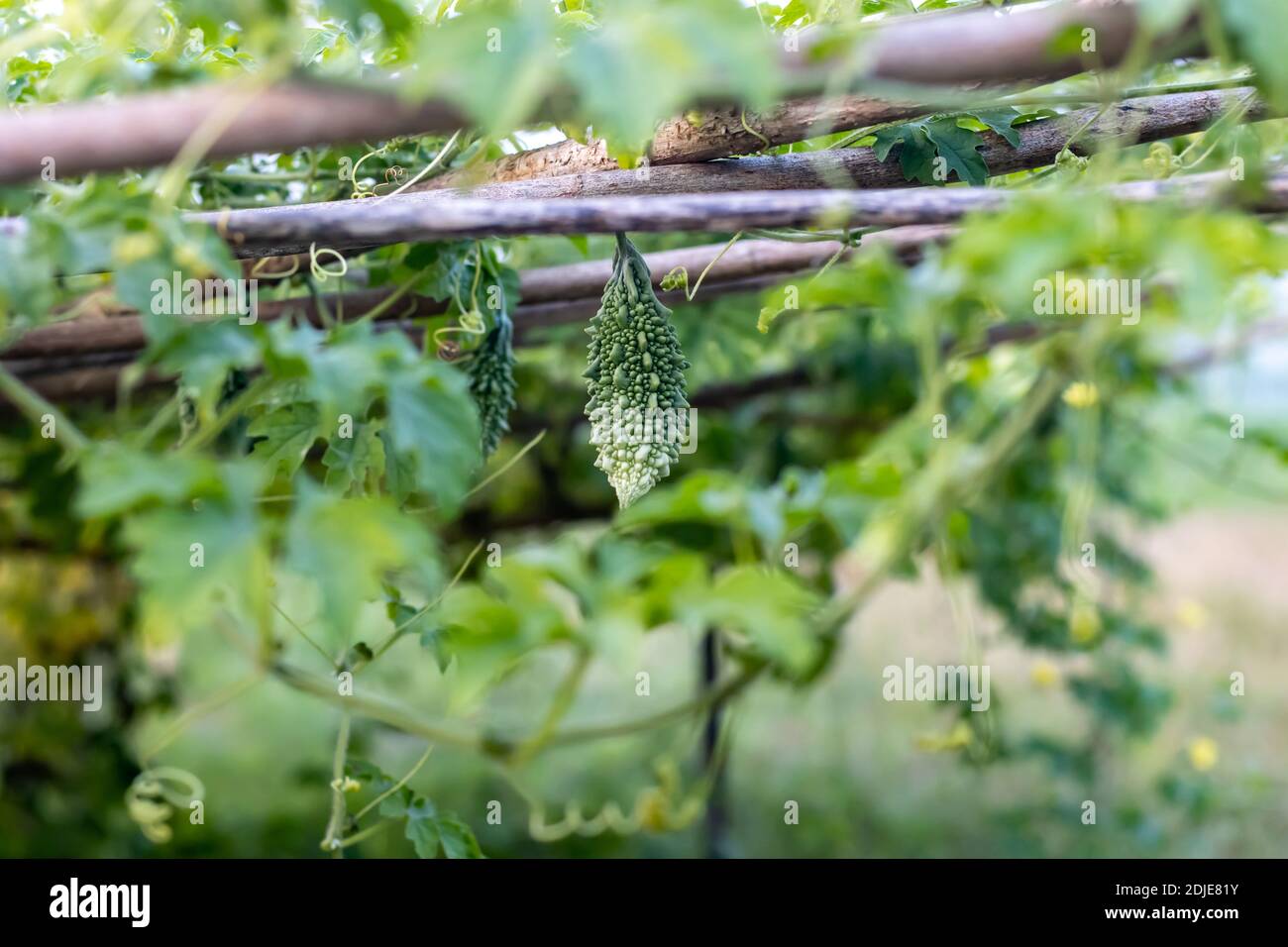 Green bitter melon inside the agriculture farm hanging on the bamboo ...