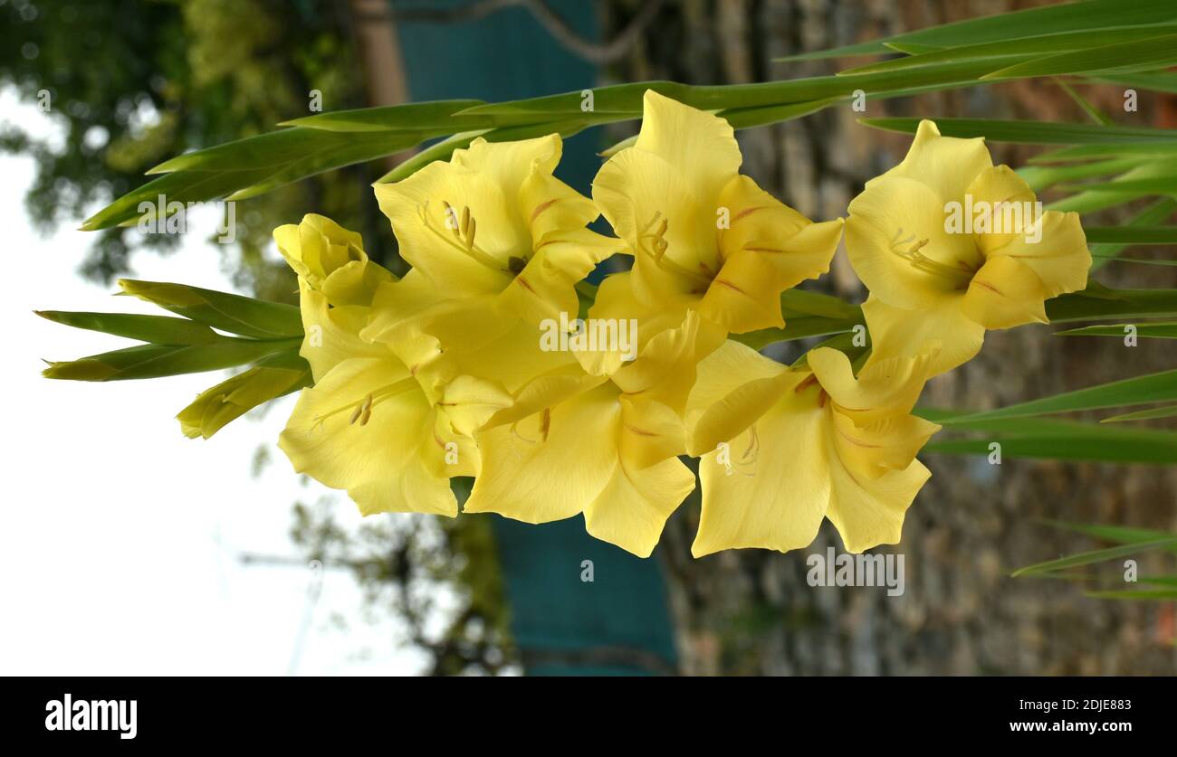 Gladiolus plant in yellow bloom in a planter Stock Photo - Alamy