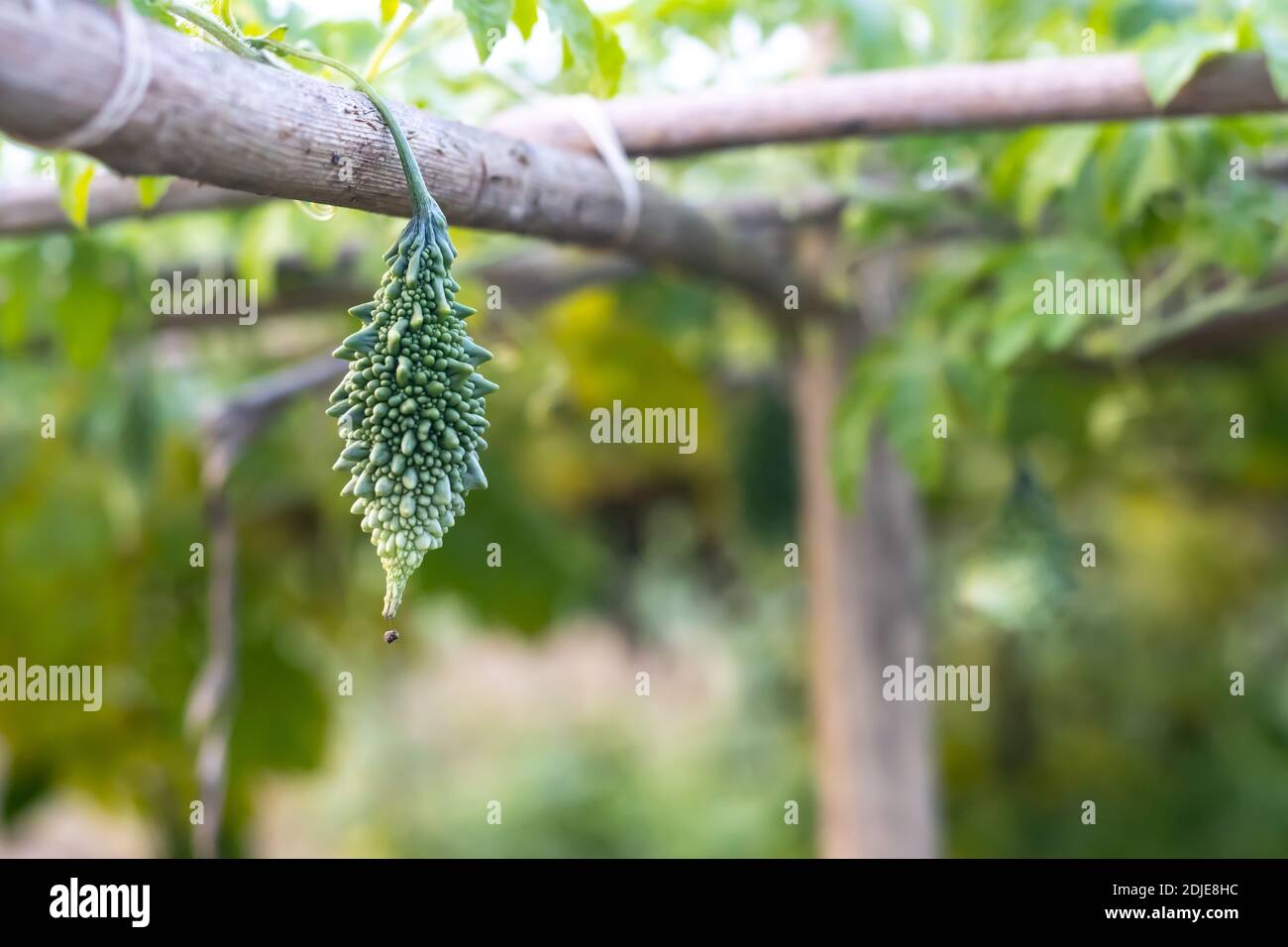 Hanging bitter gourd inside the agriculture farm on the bamboo loft ...