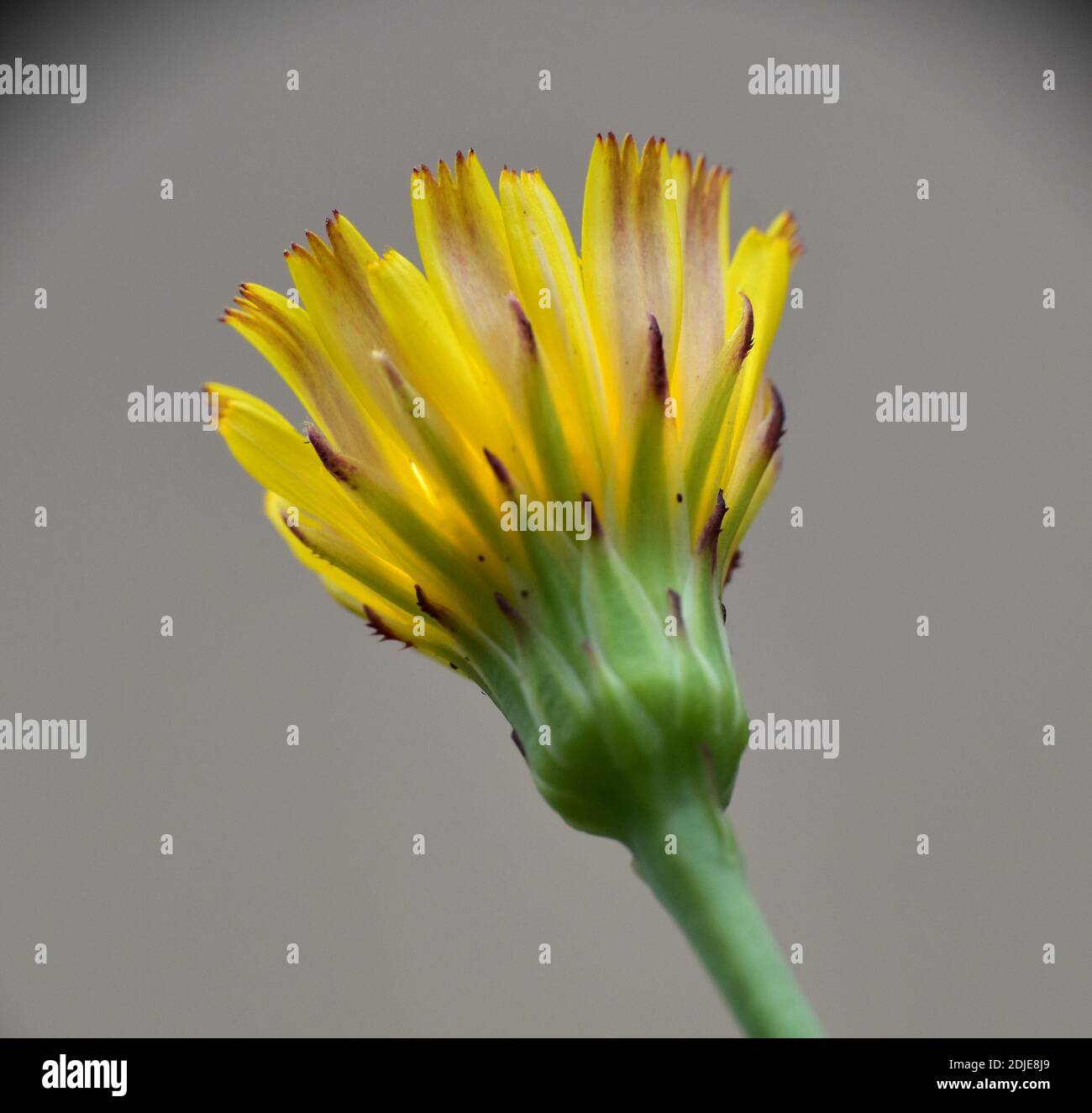 Hypochaeris glabra hi-res stock photography and images - Alamy
