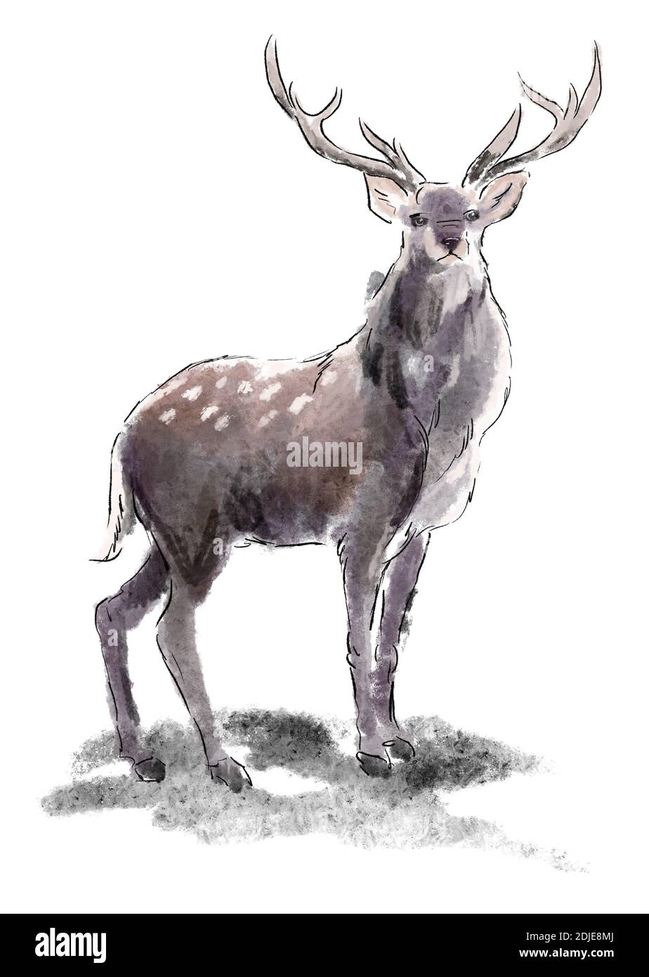 Stag trophy drawing hi-res stock photography and images - Alamy