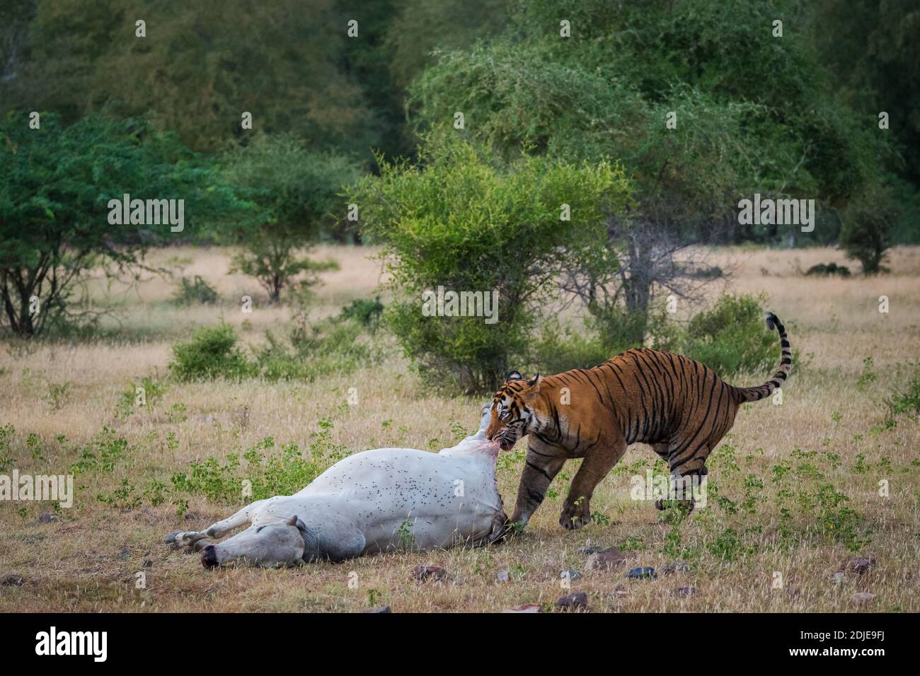 Dead tiger hi-res stock photography and images - Alamy